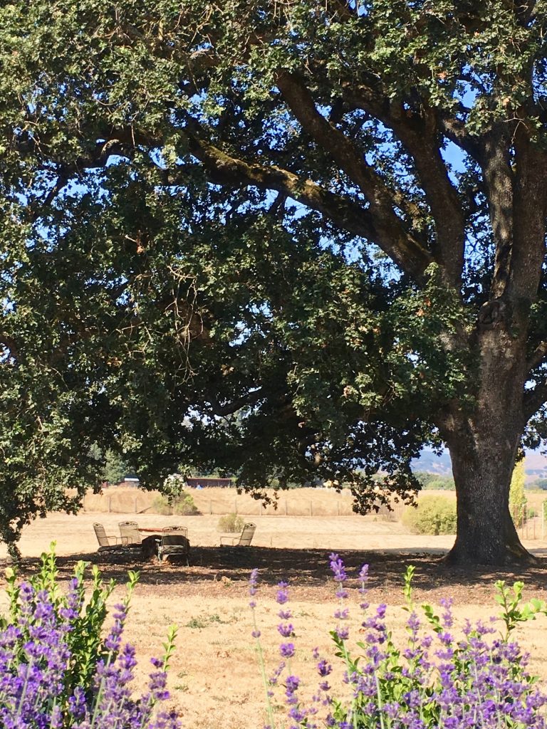 Valley Oak Trees Archives • Art of Leisure